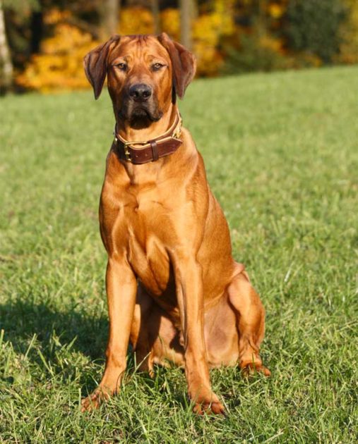 This Breed of Dog Best Suits Your Zodiac Sign