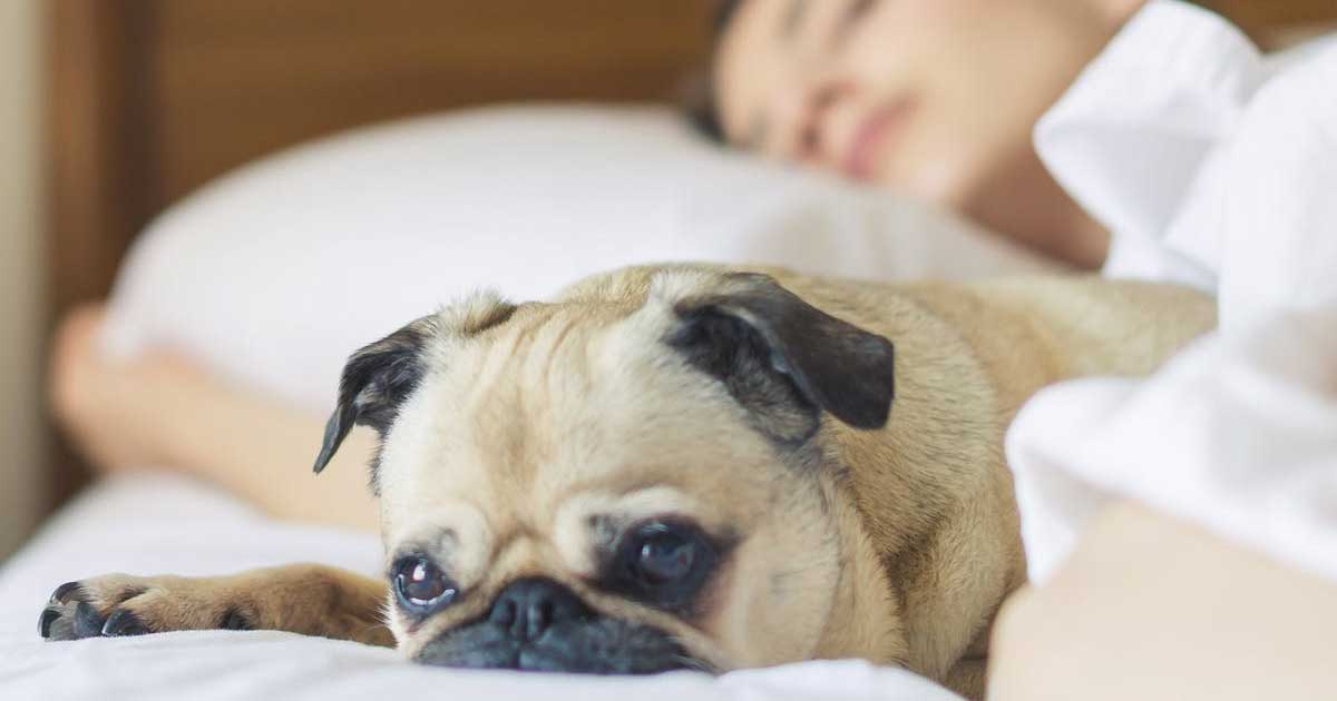 5 Reasons Your Dog Should Sleep In Your Bed