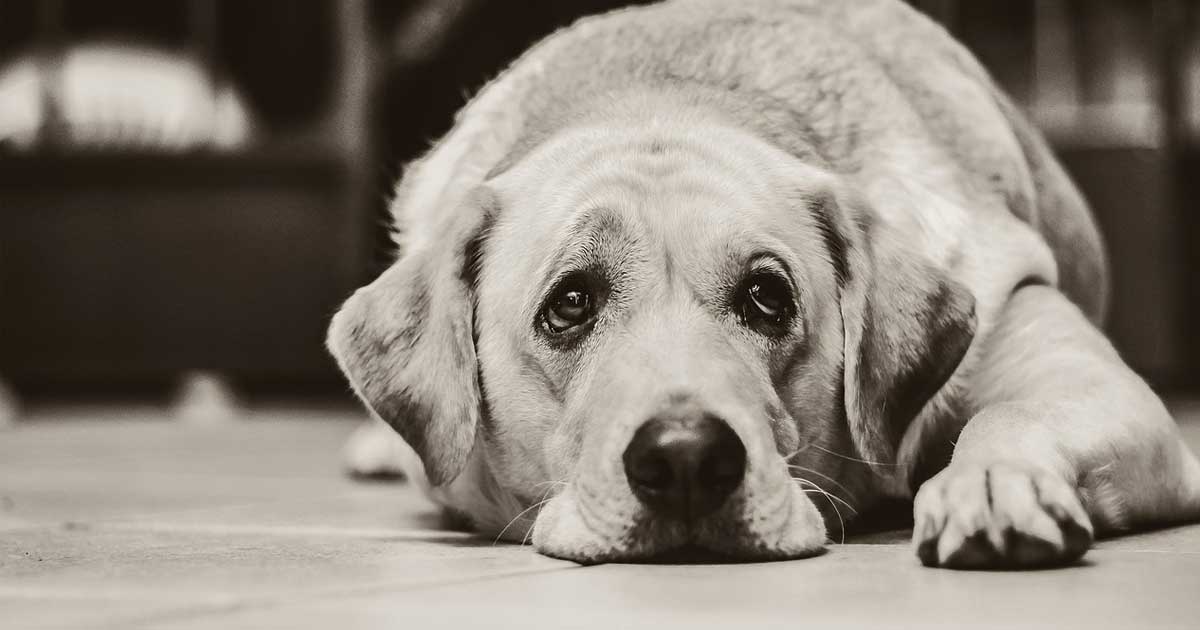 9 Signs Your Dog Is Doing Very Badly