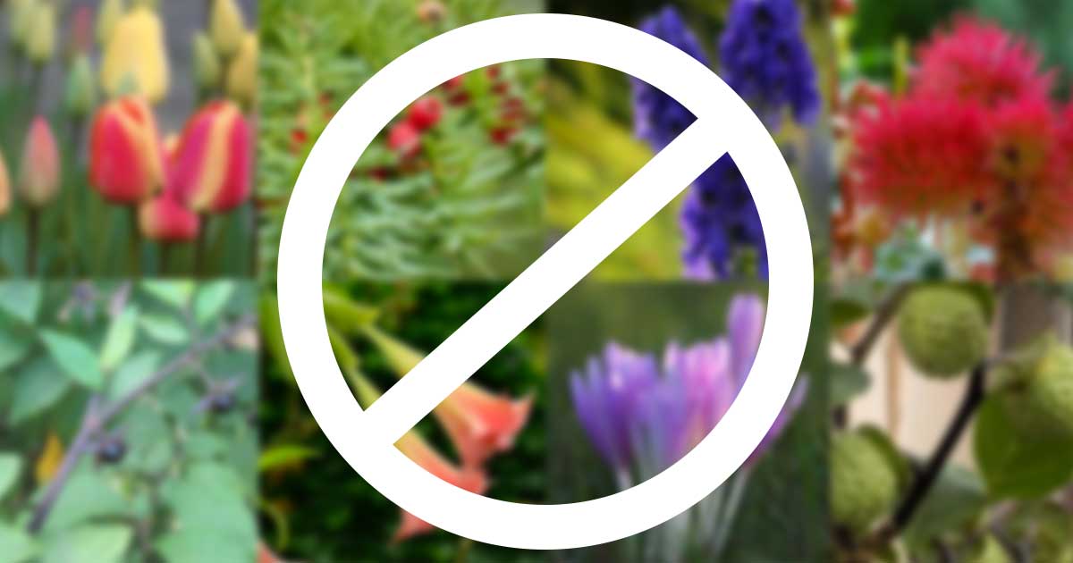 Beware of 10 Poisonous Plants In Your Garden