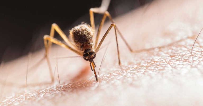 How to Identify 5 Common Insect Bites